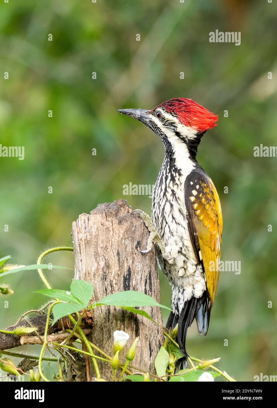 Indian Wood Pecker High Resolution Stock Photography and Images - Alamy