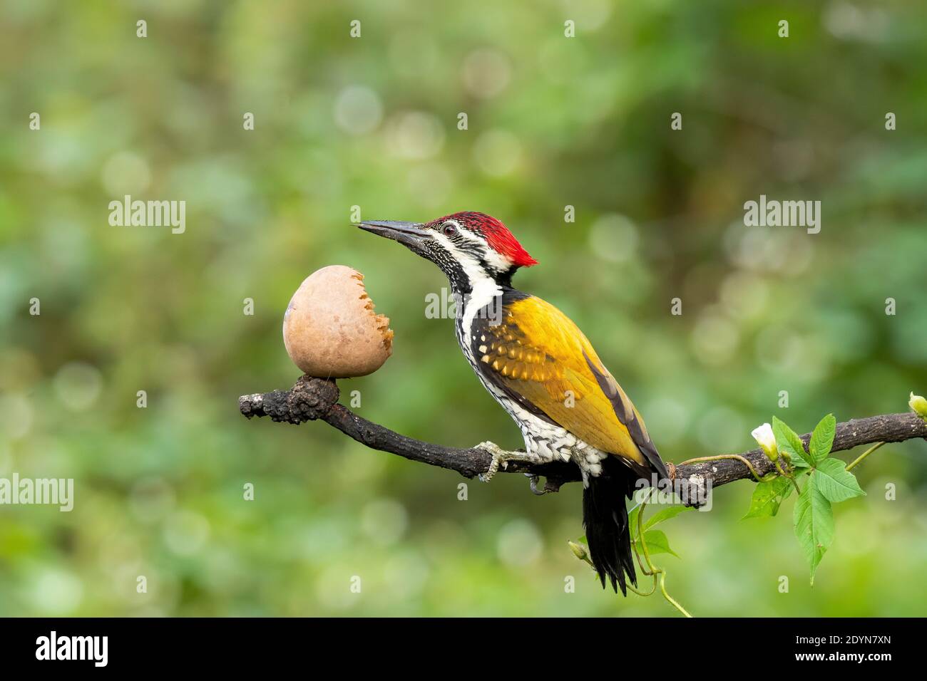 Common flameback in asia hi-res stock photography and images - Alamy