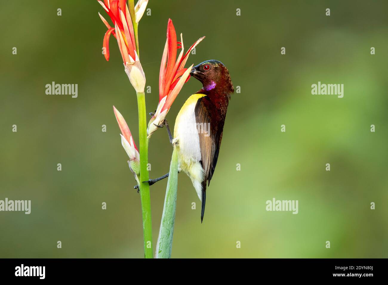 Indian Sunbird High Resolution Stock Photography and Images - Alamy