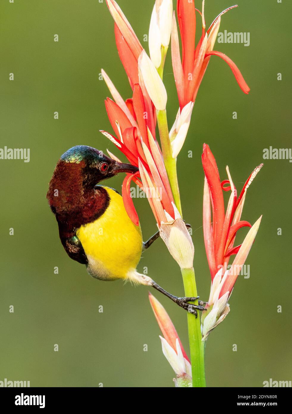 Indian Sunbird High Resolution Stock Photography and Images - Alamy