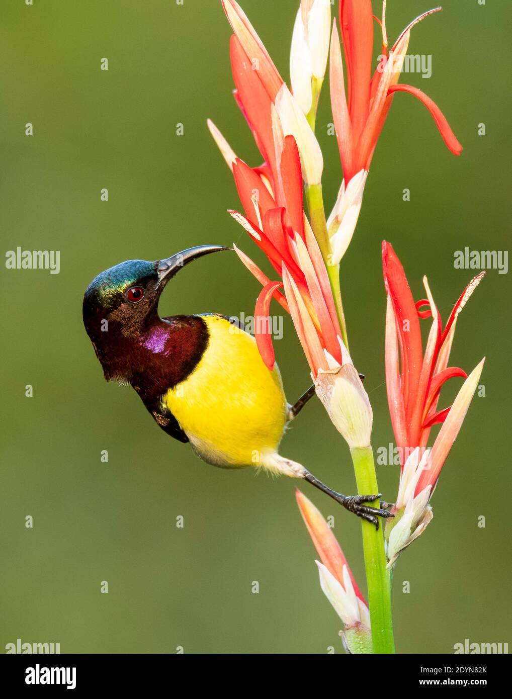 Indian Sunbird High Resolution Stock Photography and Images - Alamy