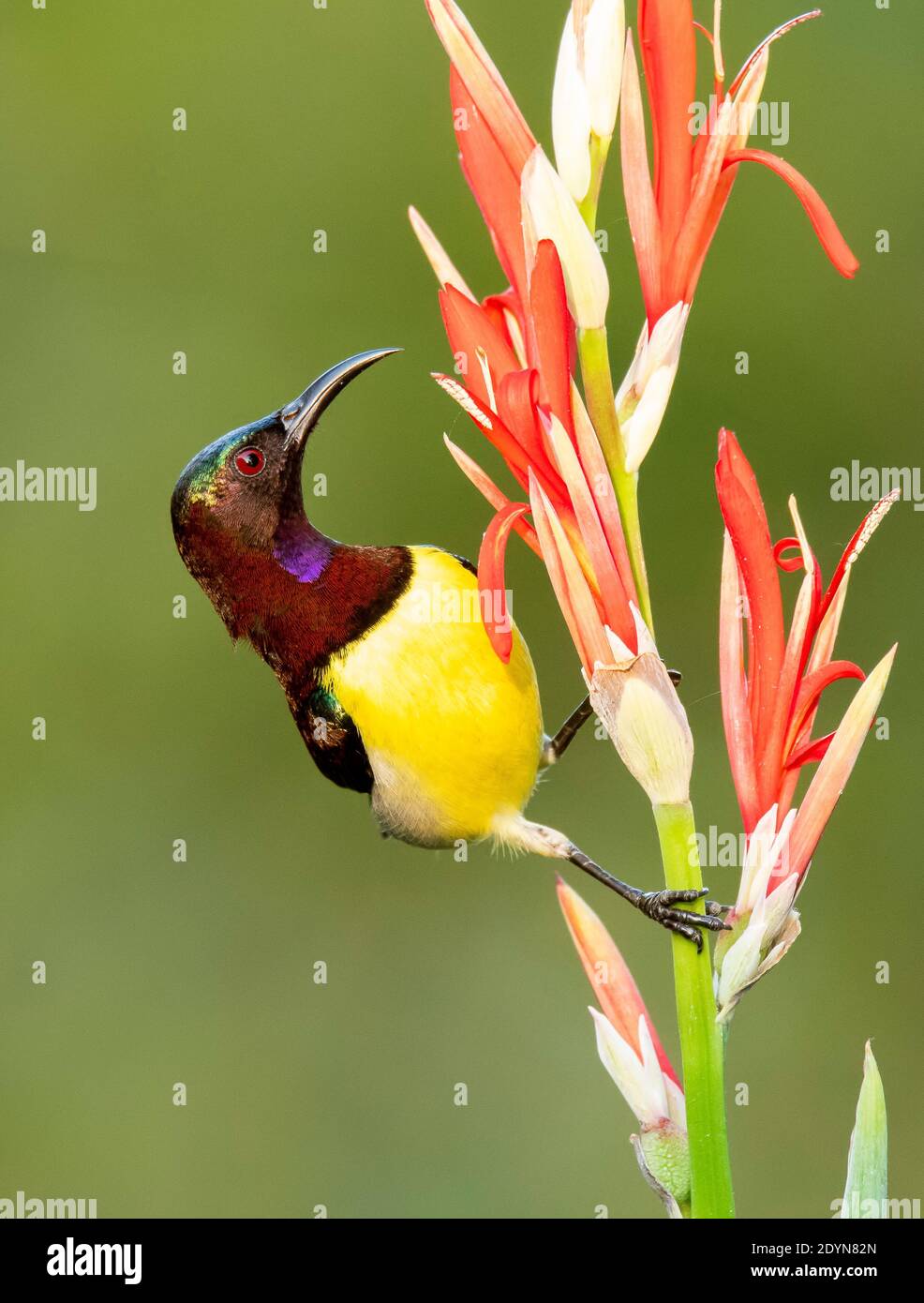 Indian Sunbird High Resolution Stock Photography and Images - Alamy