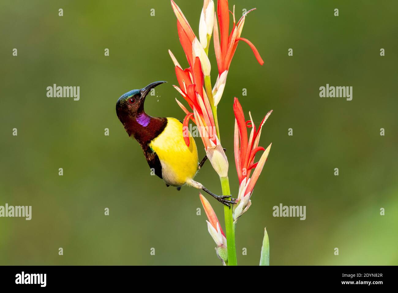 Asian sunbird species hi-res stock photography and images - Alamy