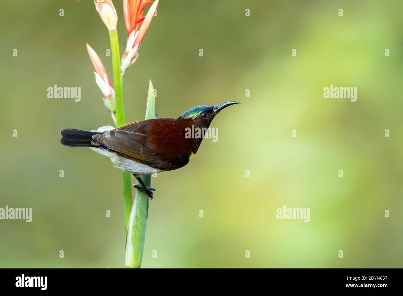 Indian Sunbird High Resolution Stock Photography and Images - Alamy