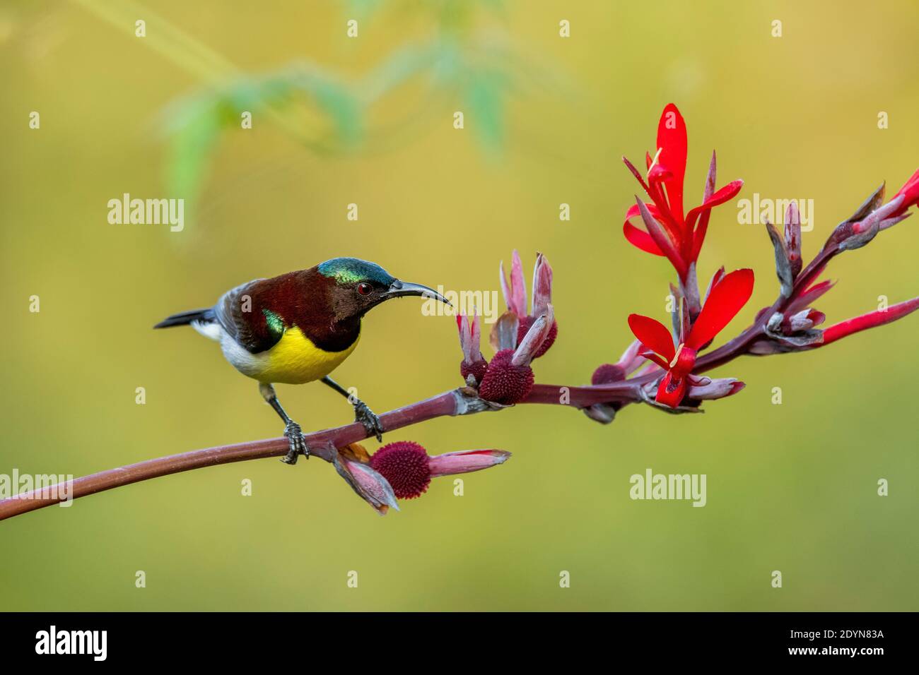 Indian Sunbird High Resolution Stock Photography and Images - Alamy