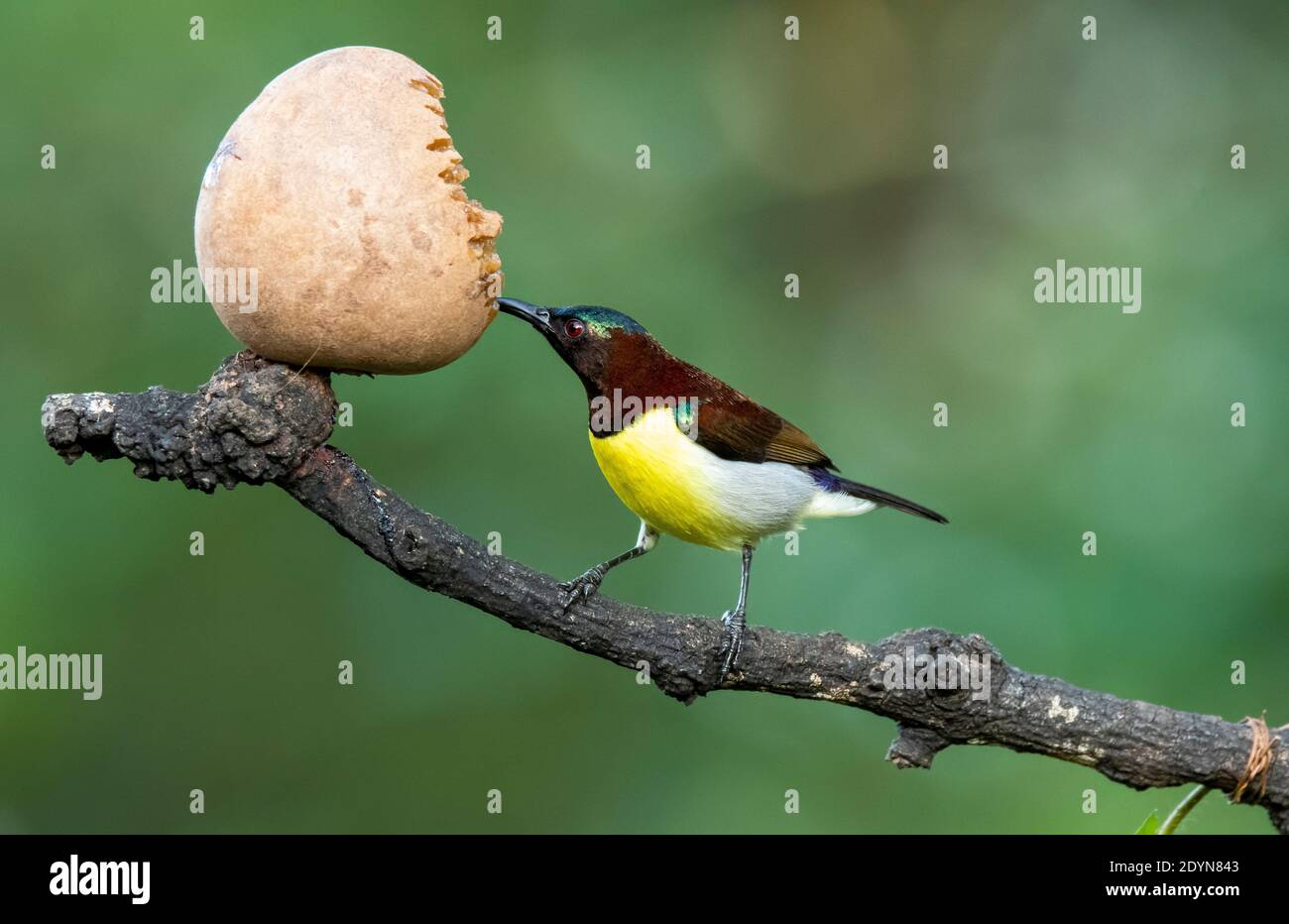 Indian Sunbird High Resolution Stock Photography and Images - Alamy