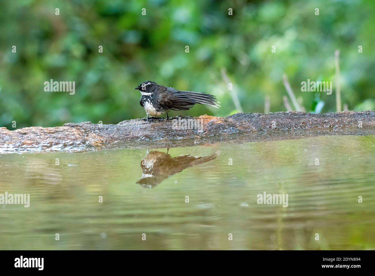 Black Fantails High Resolution Stock Photography and Images - Alamy