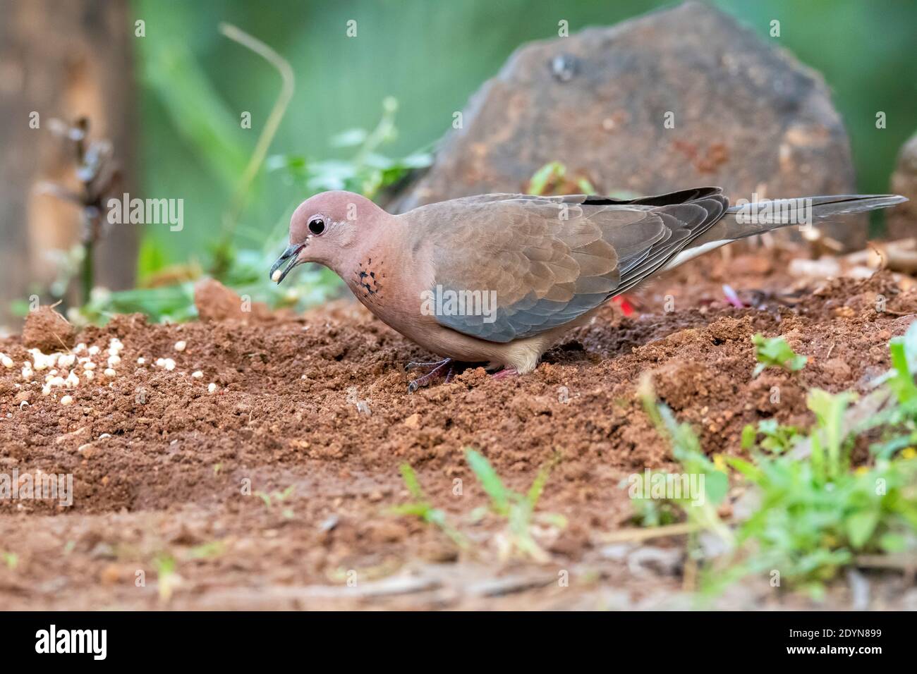 Laughing dove flying hi-res stock photography and images - Alamy
