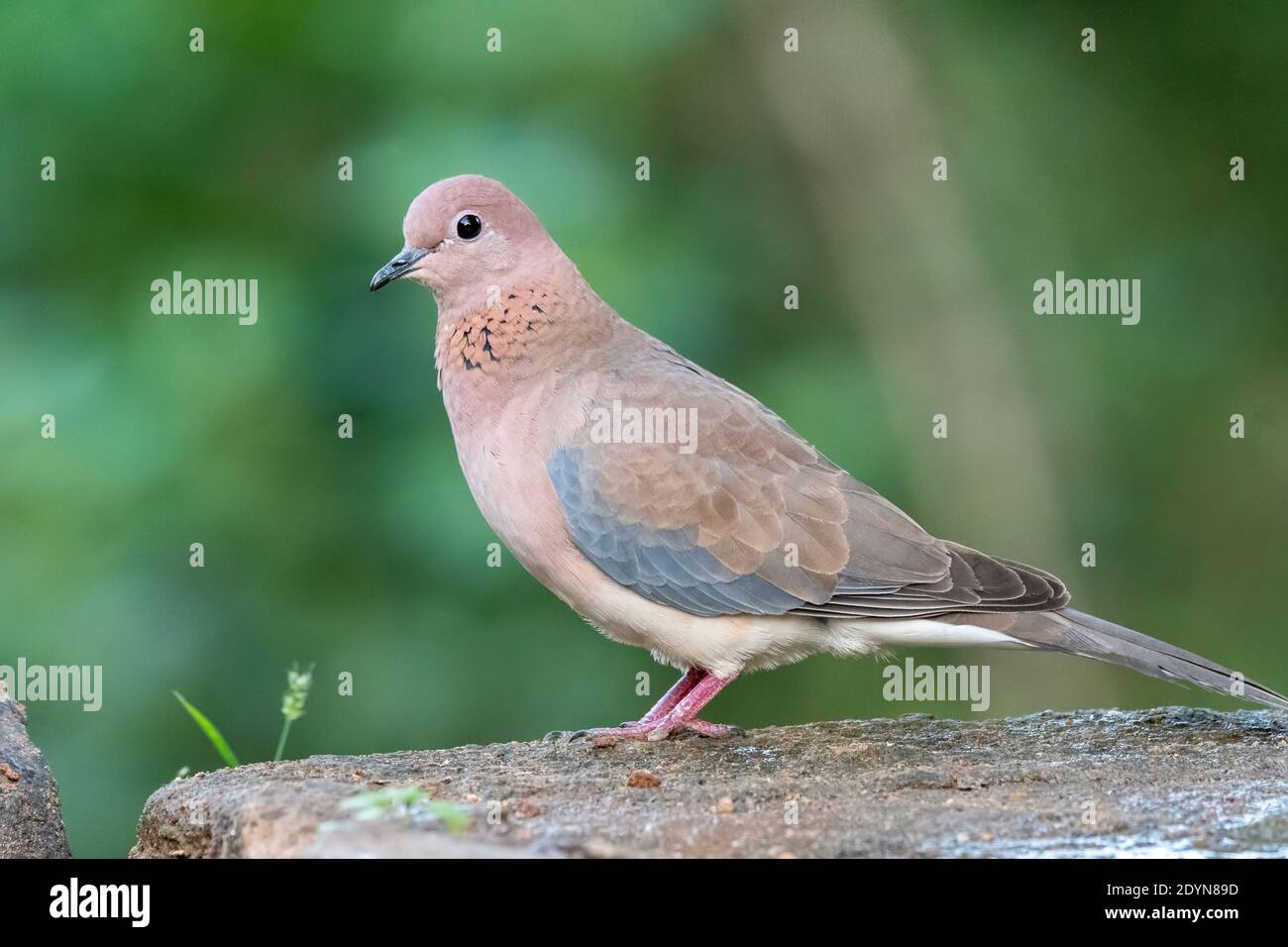 Laughing dove flying hi-res stock photography and images - Alamy