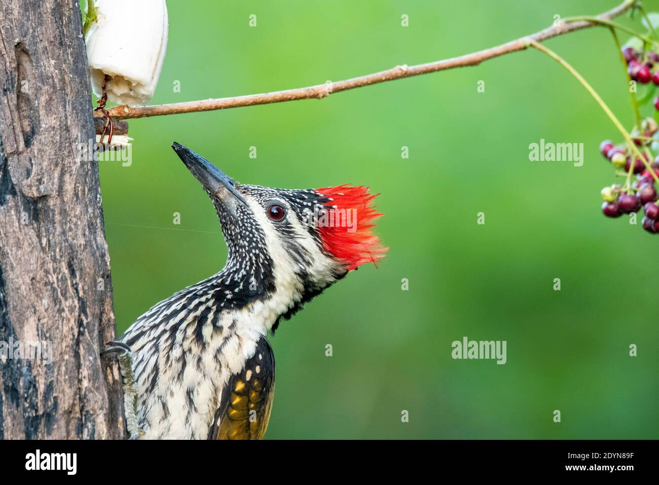 Indian Wood Pecker High Resolution Stock Photography and Images - Alamy