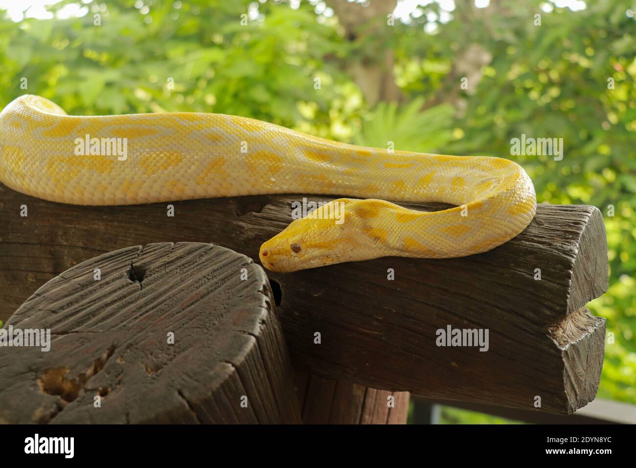 A portrait of an albino Burmese Python, Python bivittatus curling on a ...