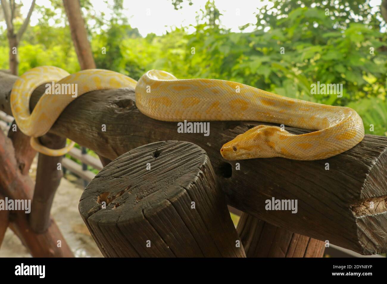 A portrait of an albino Burmese Python, Python bivittatus curling on a ...
