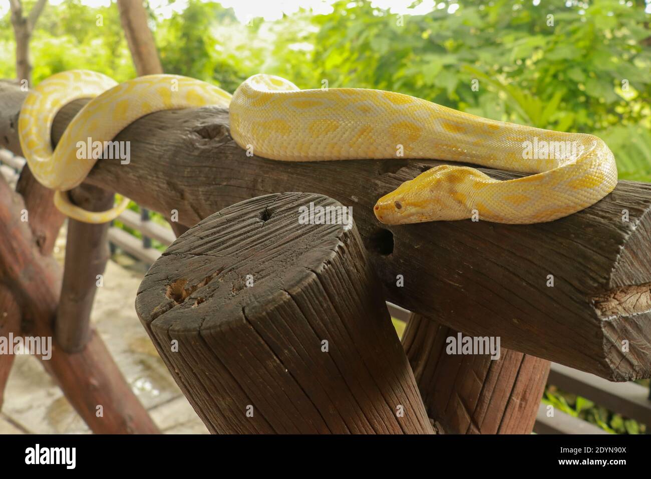A portrait of an albino Burmese Python, Python bivittatus curling on a ...