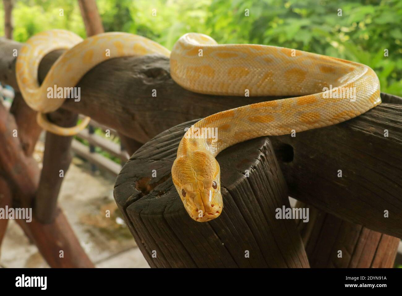 A portrait of an albino Burmese Python, Python bivittatus curling on a ...