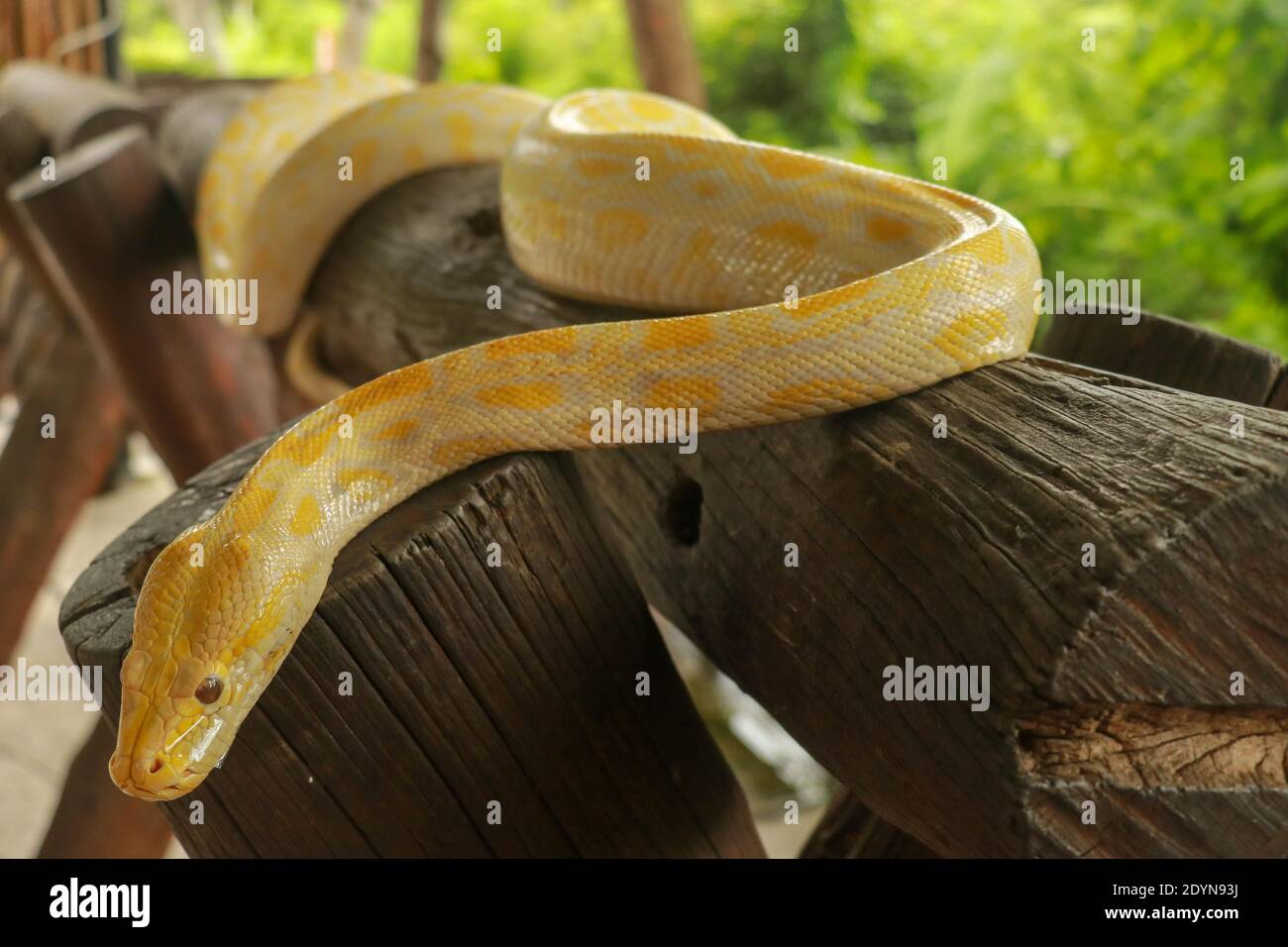 A portrait of an albino Burmese Python, Python bivittatus curling on a ...