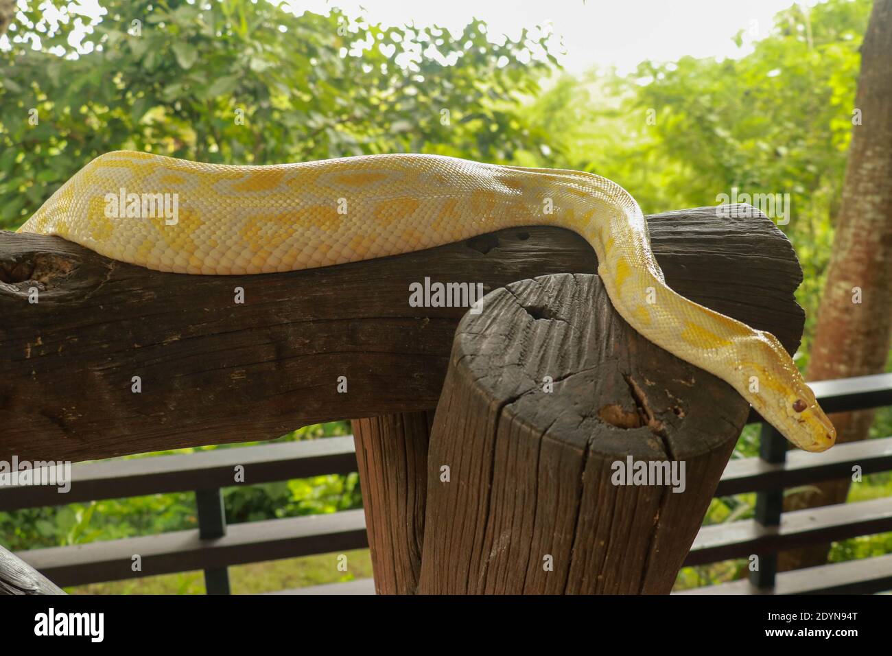 Young yellow Burmese python close up. Albino Python bivittatus crawls ...