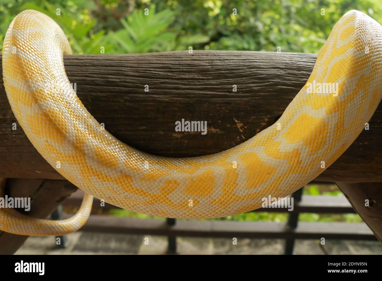 Albino snake boa constrictor hi-res stock photography and images - Alamy