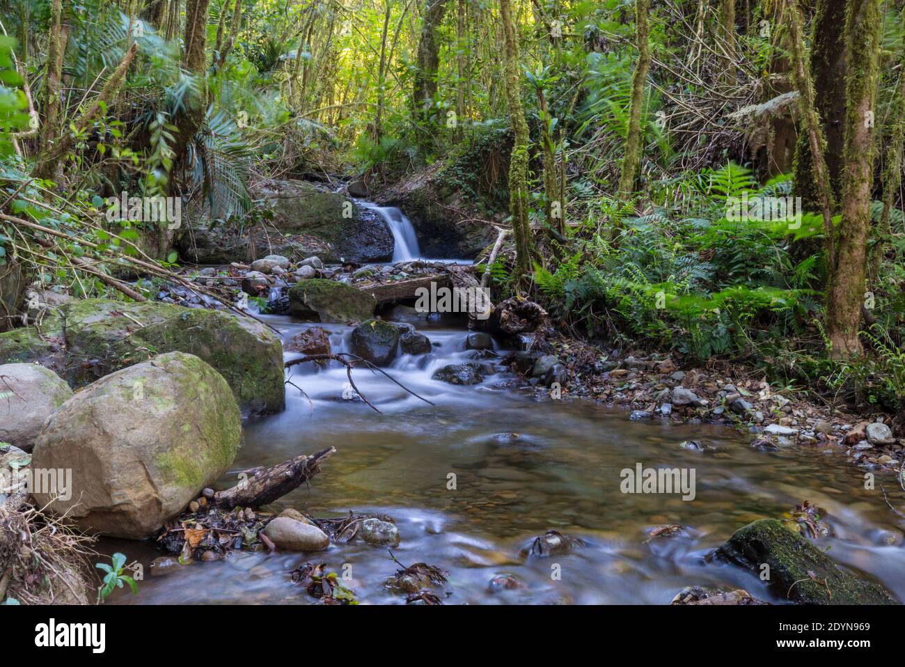Beautiful stream water flowing down in rain forest. Costa Rica, Central ...