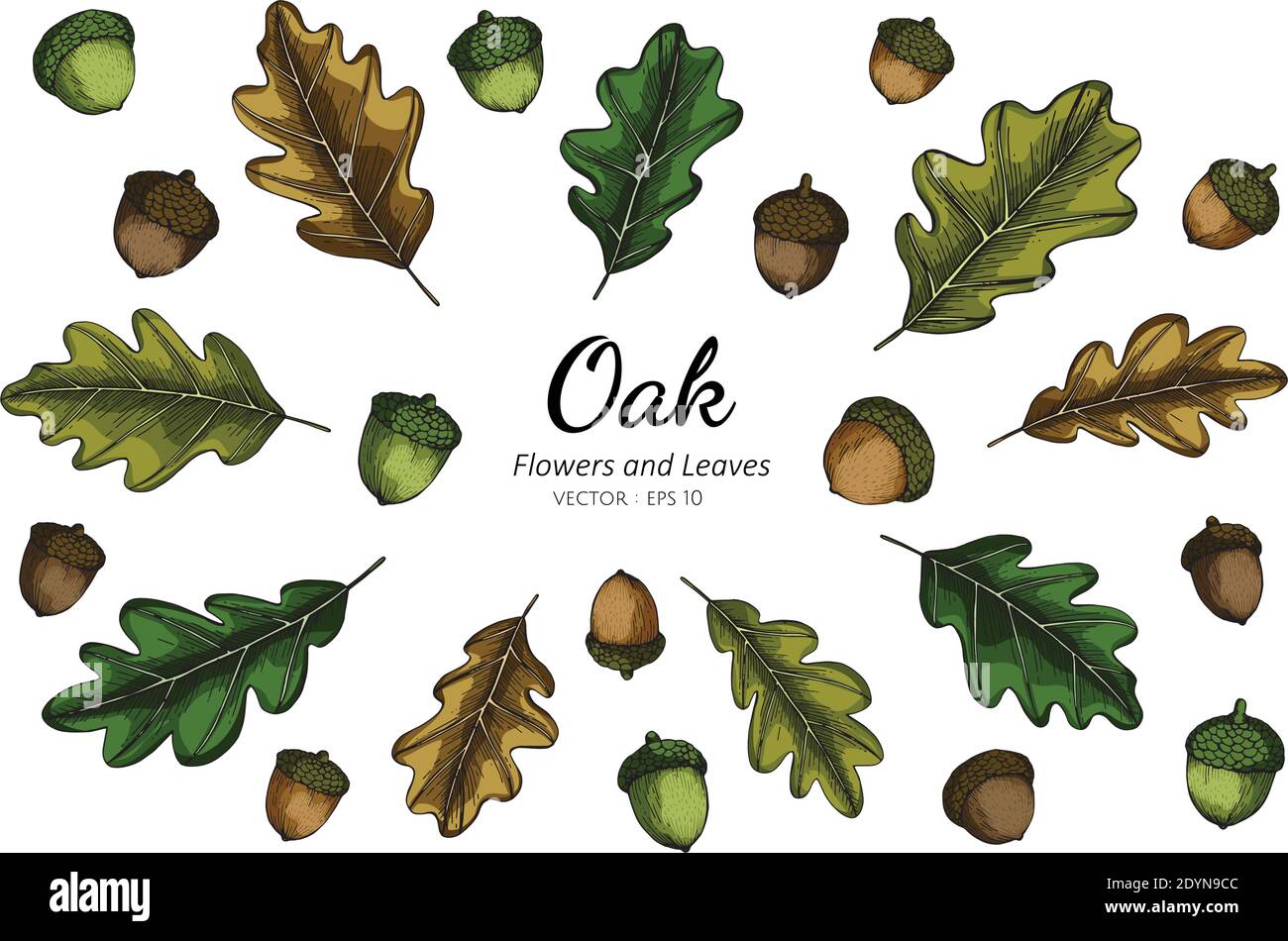 Collection set of oak nut and leaves drawing illustration Stock Vector ...
