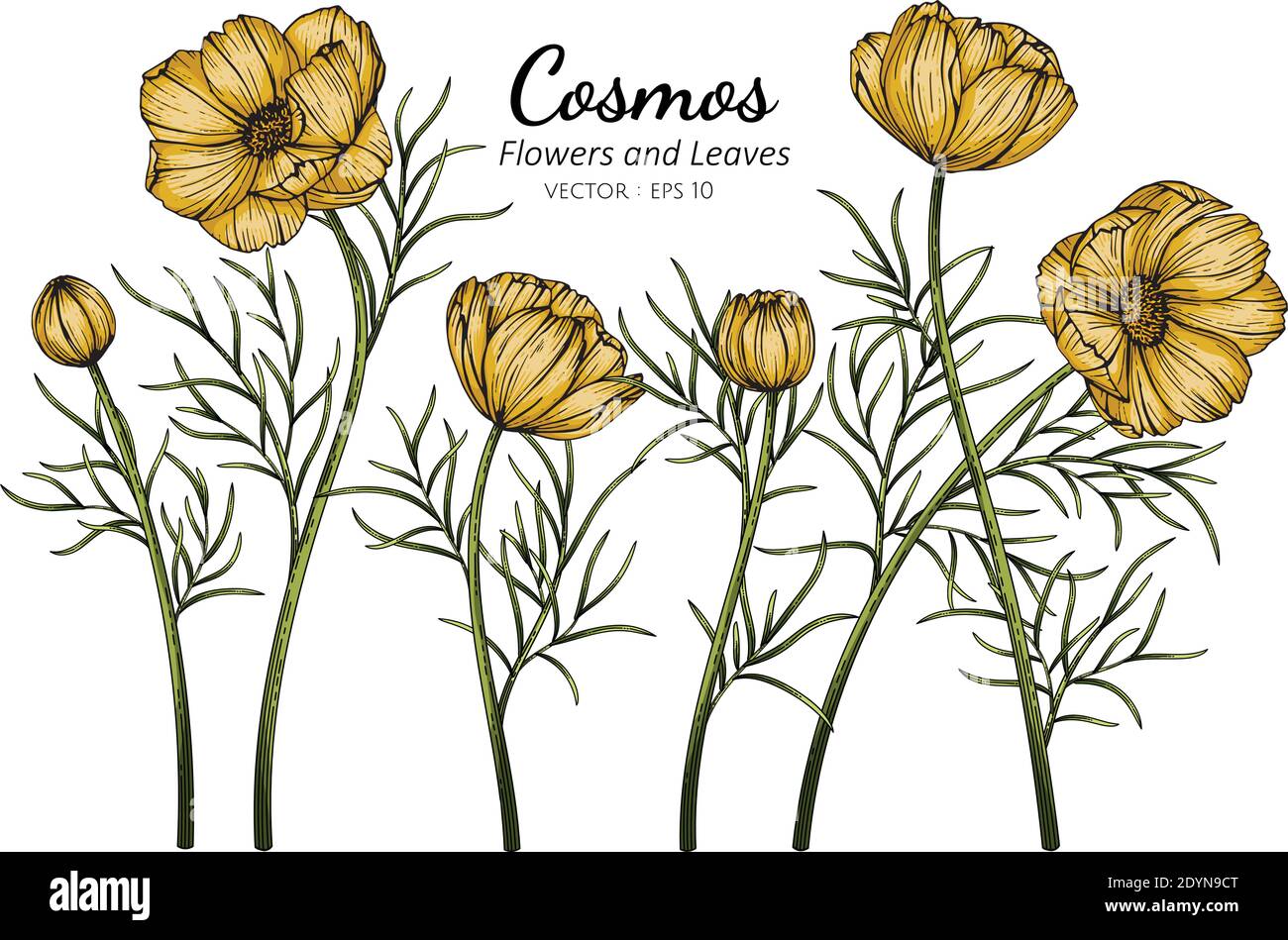 Yellow Cosmos flower and leaf drawing illustration with line art on ...