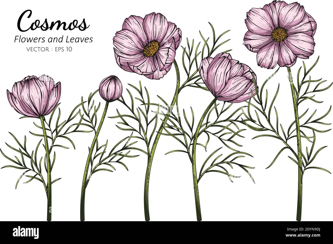 Pink Cosmos flower and leaf drawing illustration with line art on white ...