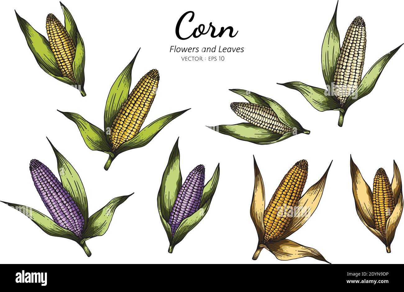 Collection set of corn drawing illustration Stock Vector Image & Art ...