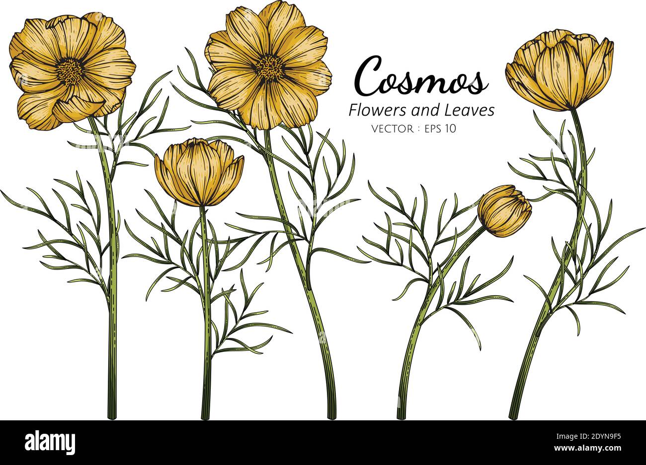 Yellow Cosmos flower and leaf drawing illustration with line art on ...