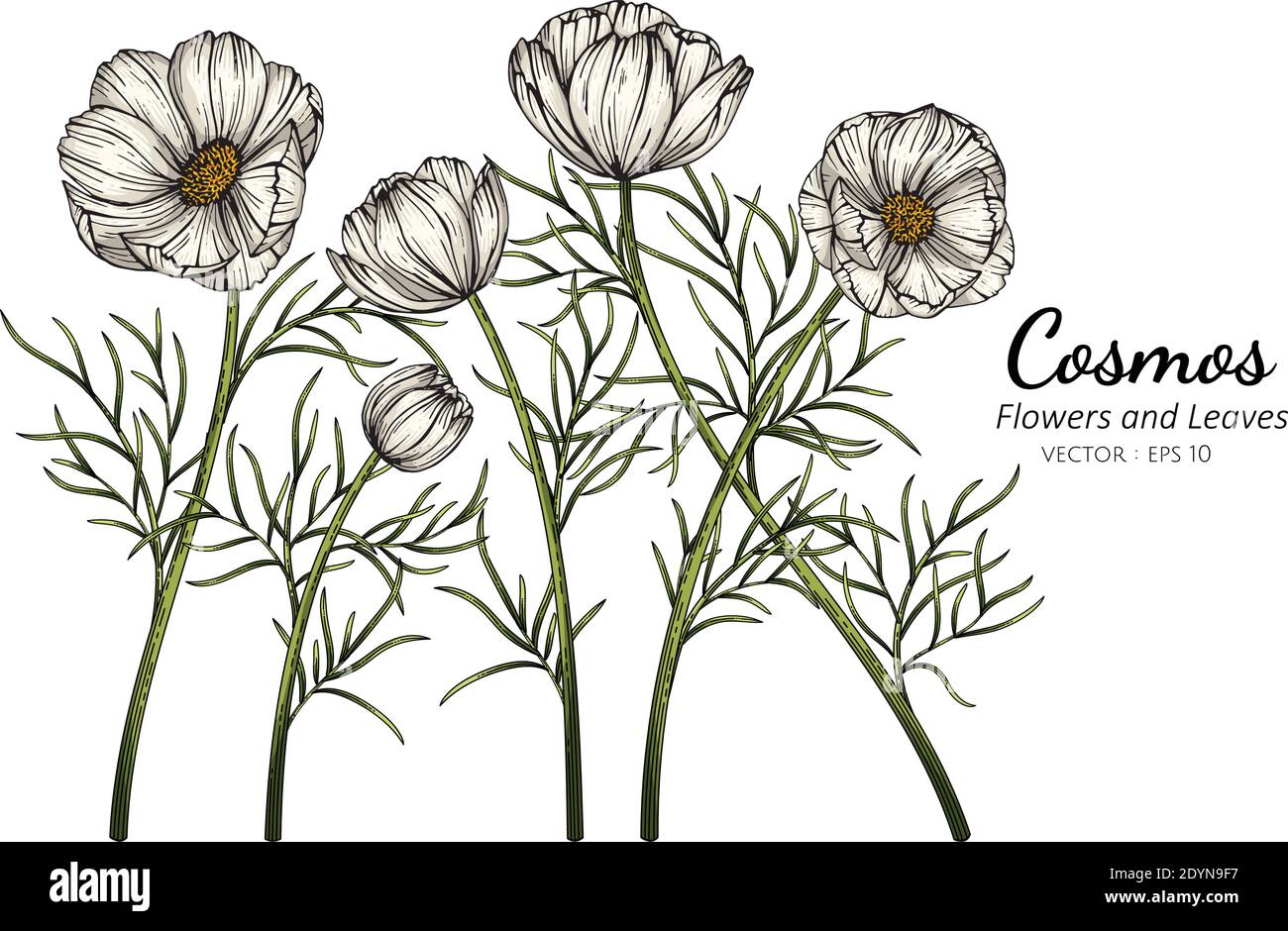 White Cosmos flower and leaf drawing illustration with line art on ...