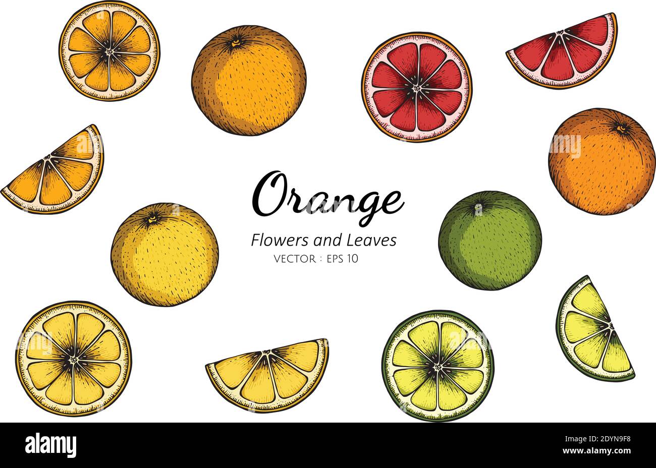 Collection set of orange drawing illustration Stock Vector Image & Art ...