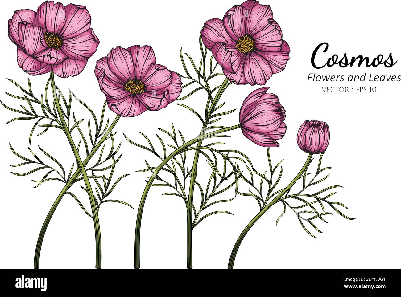 Pink Cosmos flower and leaf drawing illustration with line art on white ...