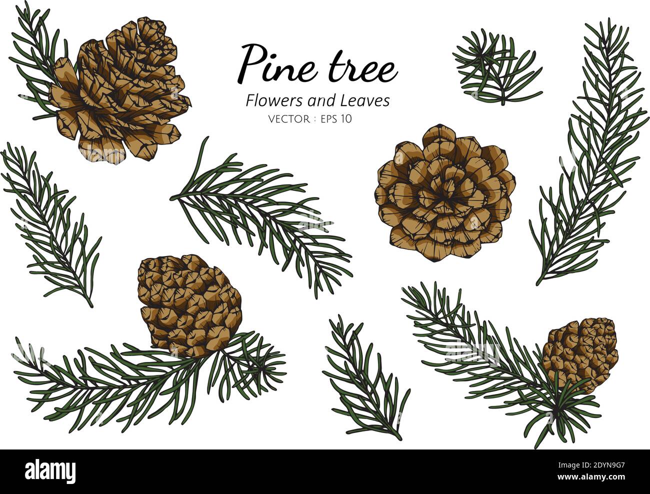 Collection set of pine cone and leaves drawing illustration Stock ...