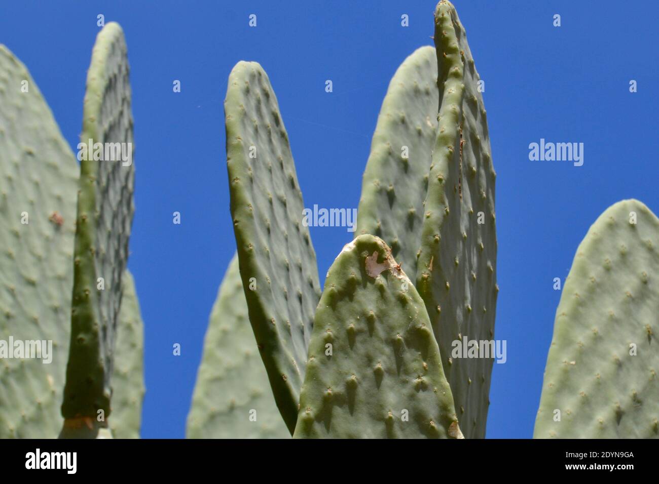Broad flat spiky leaves of a prickly pear cactus against a clear blue ...
