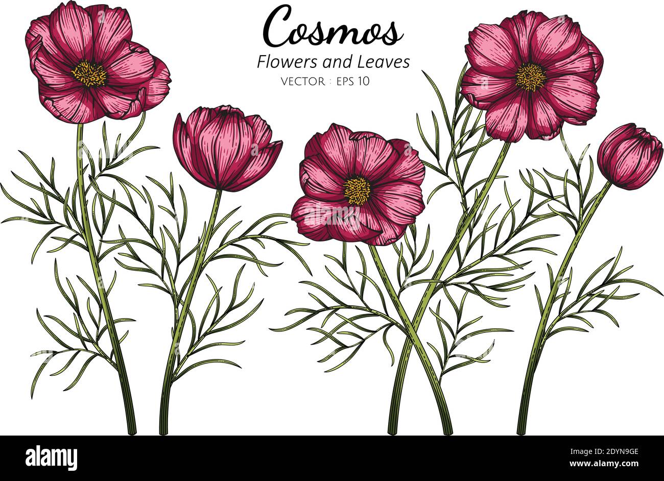 Red Cosmos flower and leaf drawing illustration with line art on white ...