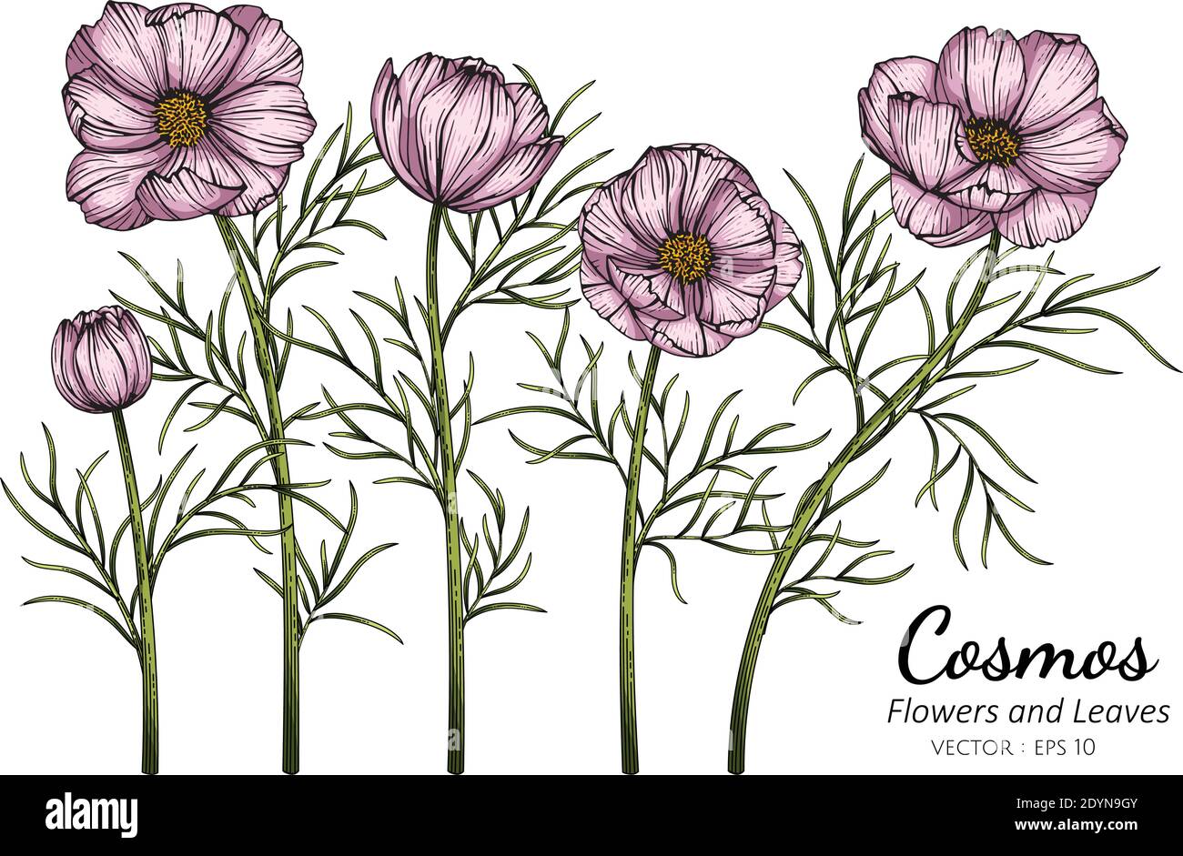 Pink Cosmos flower and leaf drawing illustration with line art on white ...