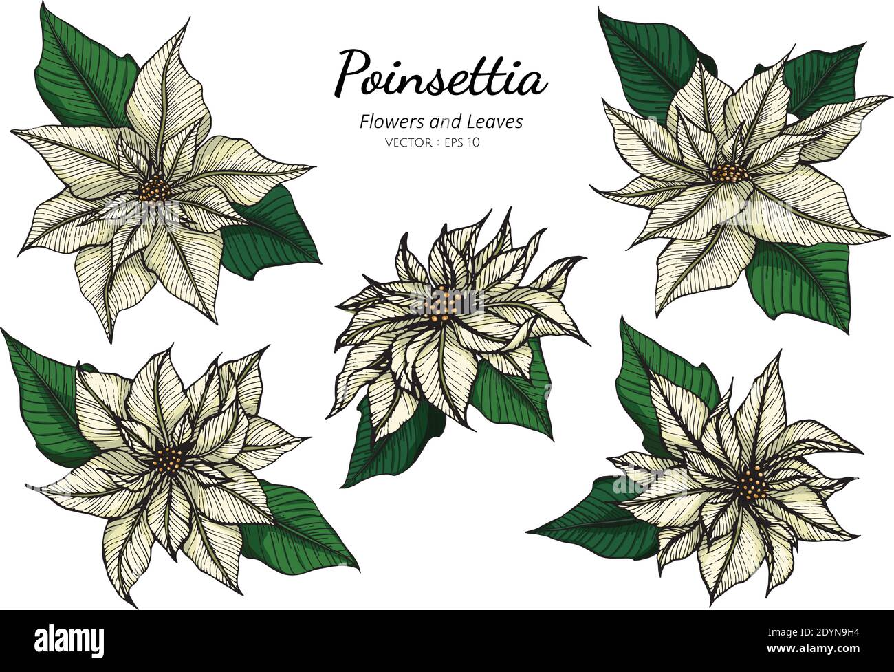 Collection set of poinsettia flower and leaves drawing illustration ...