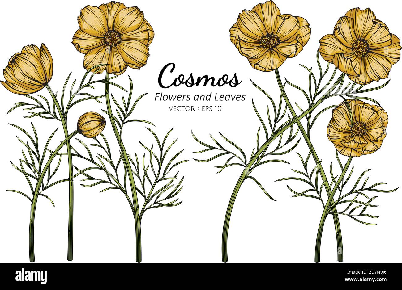 Yellow Cosmos flower and leaf drawing illustration with line art on ...