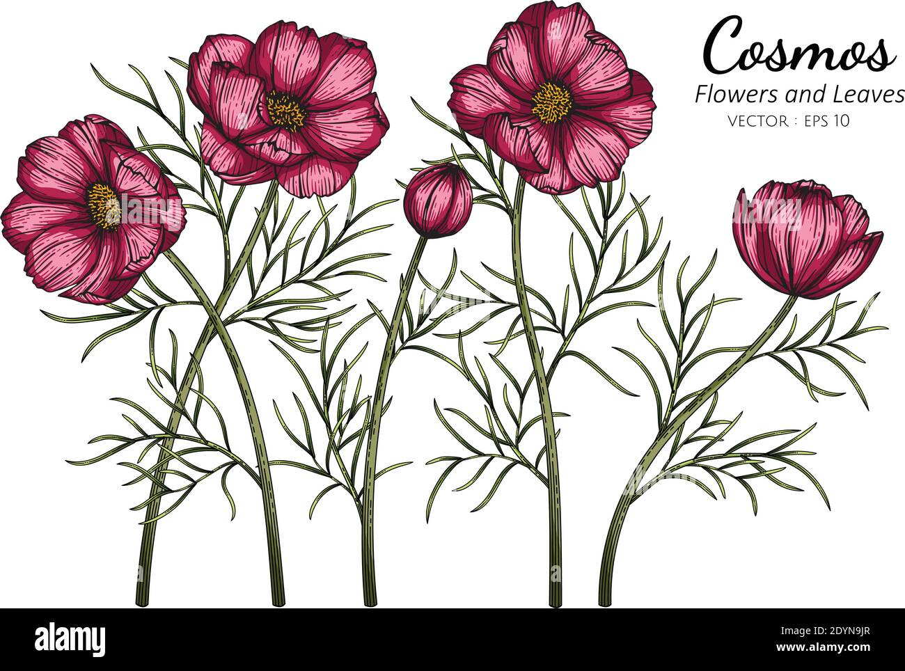 Red Cosmos flower and leaf drawing illustration with line art on white ...