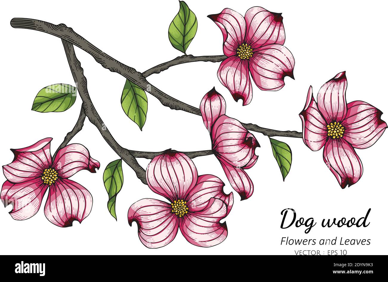 White Dogwood Flower Tattoo