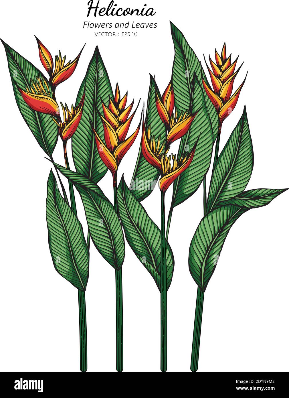 Heliconia flower and leaf drawing illustration with line art on white ...