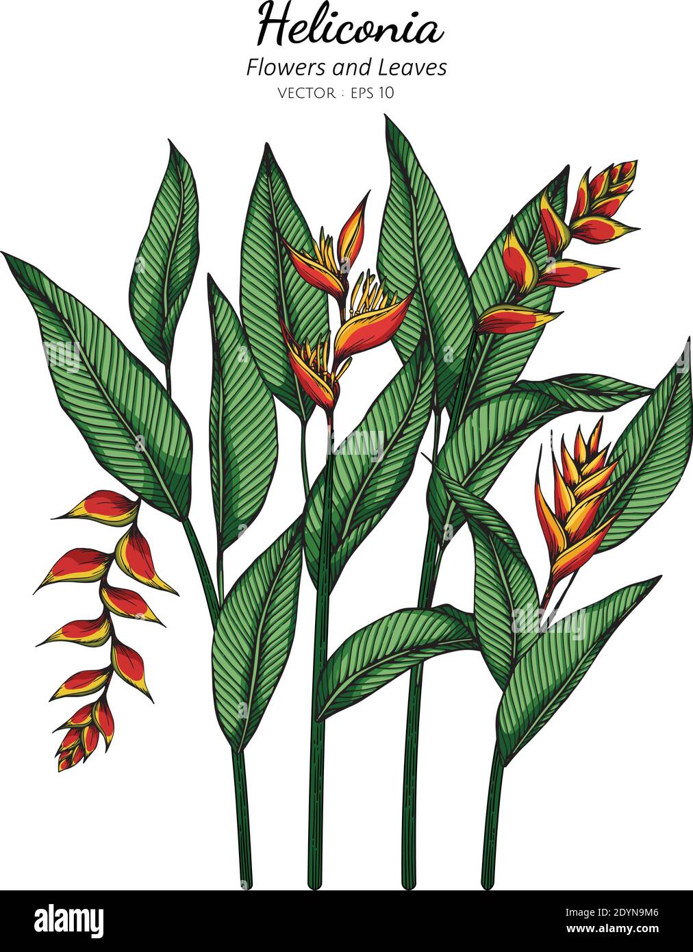Heliconia flower green leaves Stock Vector Images - Alamy