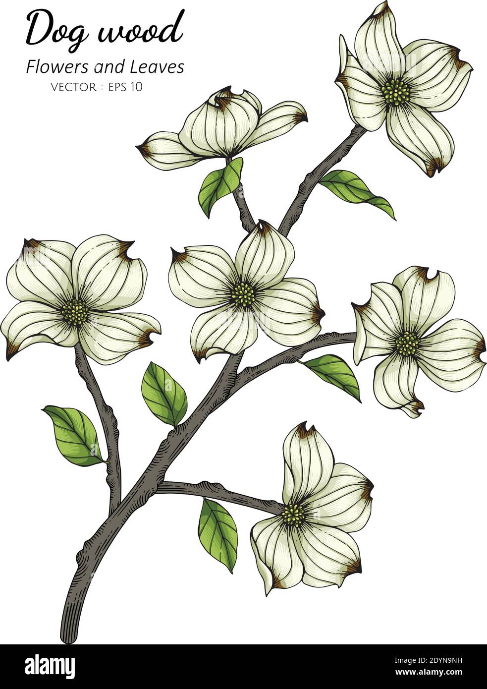 White dogwood flower and leaf drawing illustration with line art on ...