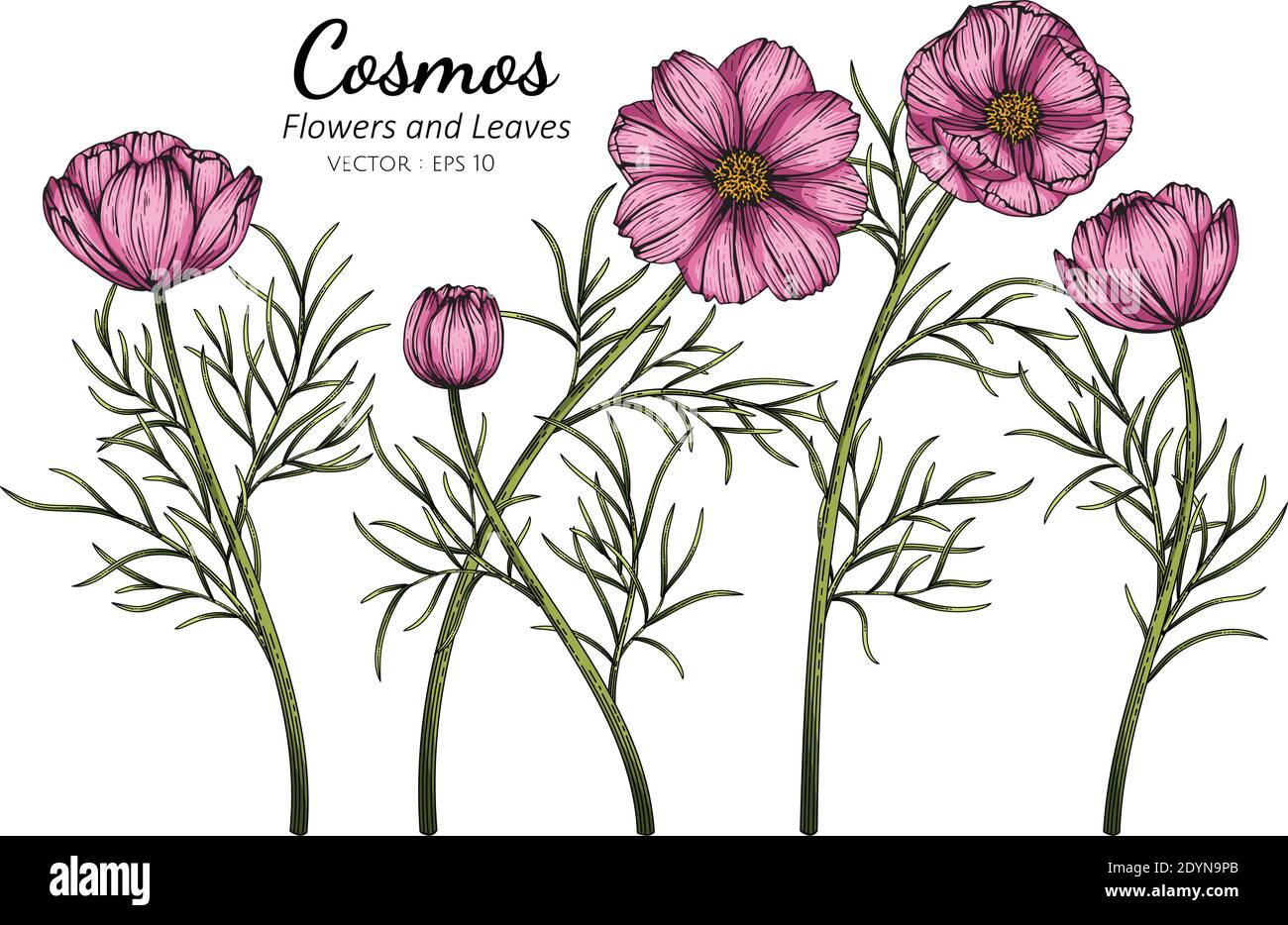 Pink Cosmos flower and leaf drawing illustration with line art on white ...