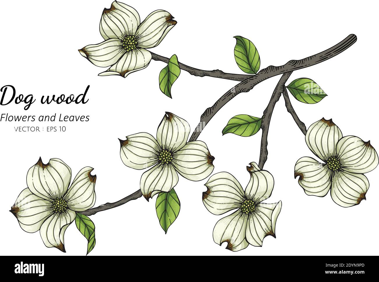 White dogwood flower and leaf drawing illustration with line art on ...