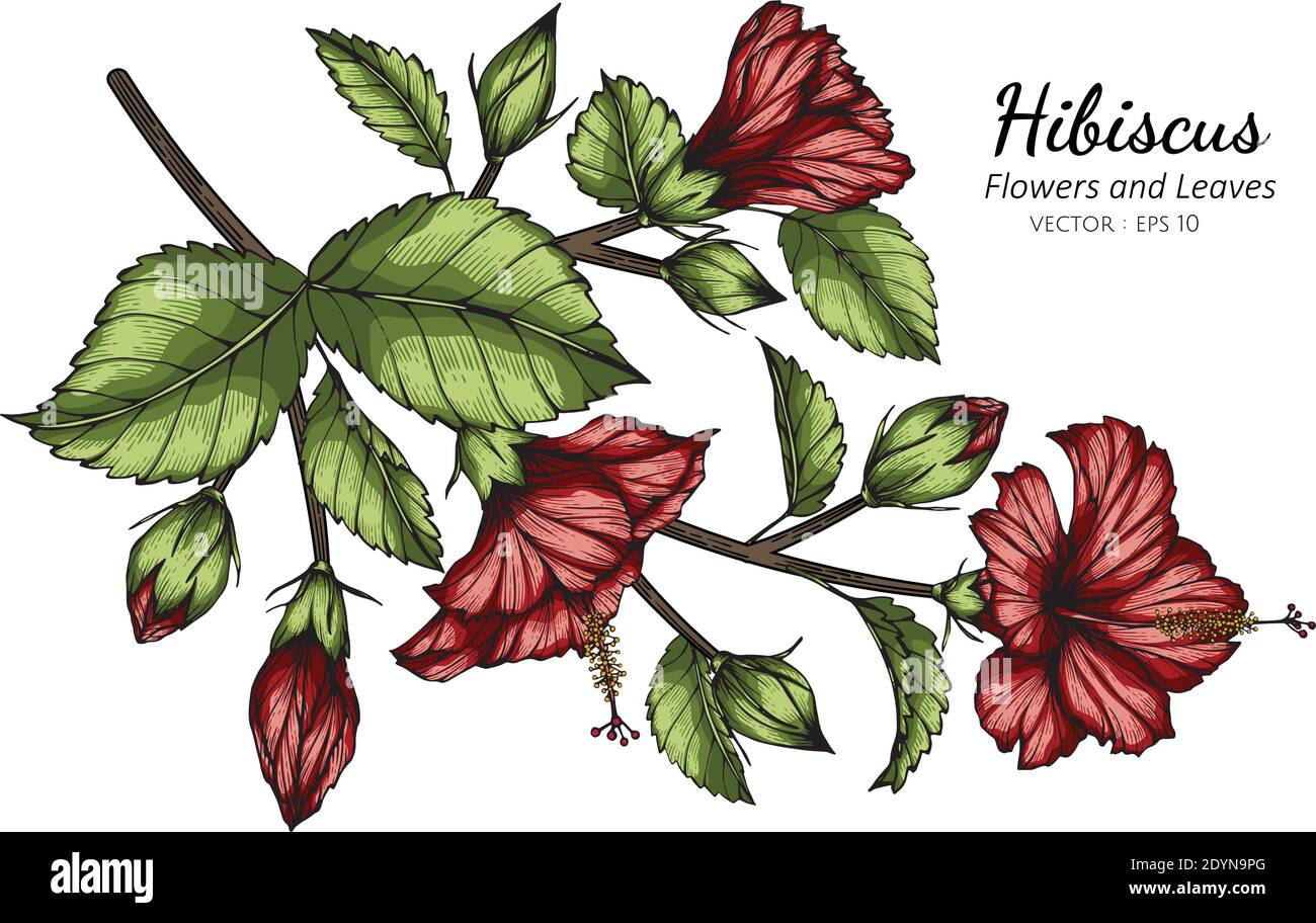 Red Hibiscus flower and leaf drawing illustration with line art on ...