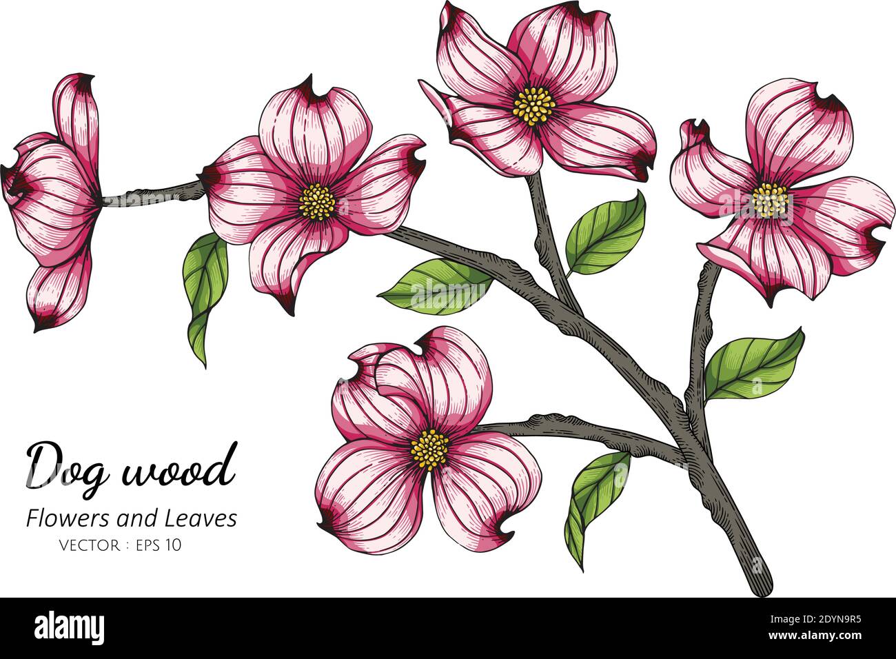 Pink dogwood flower and leaf drawing illustration with line art on ...