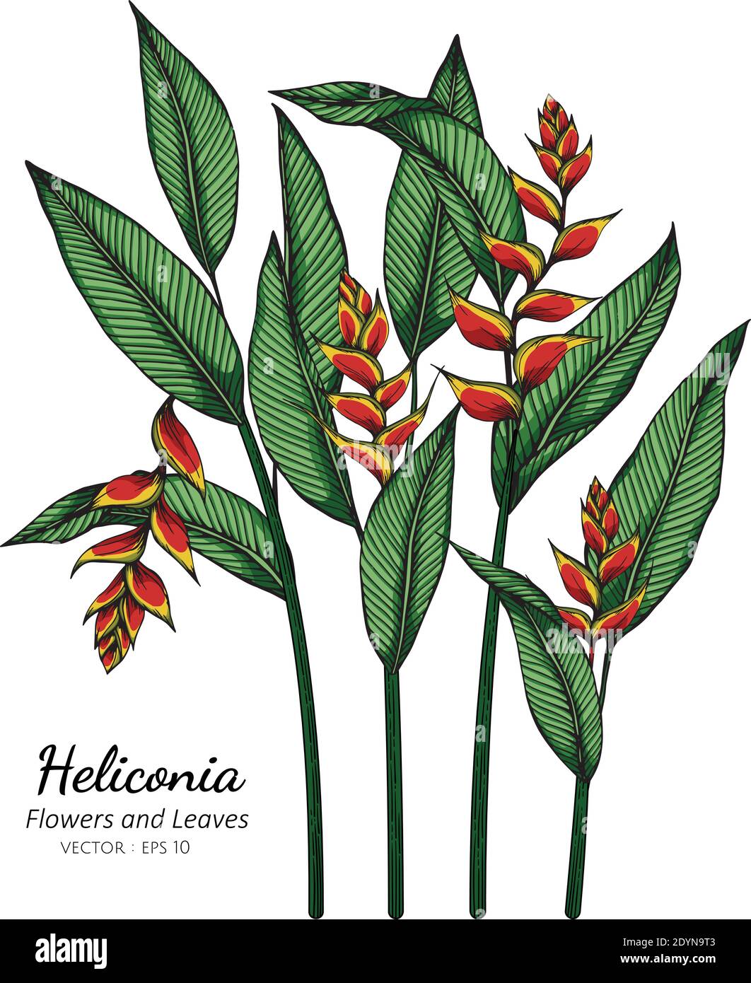 Heliconia flower and leaf drawing illustration with line art on white ...