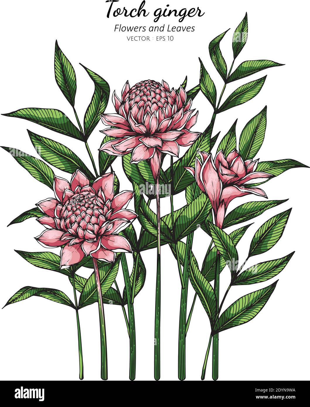 Torch ginger flower Stock Vector Images - Alamy