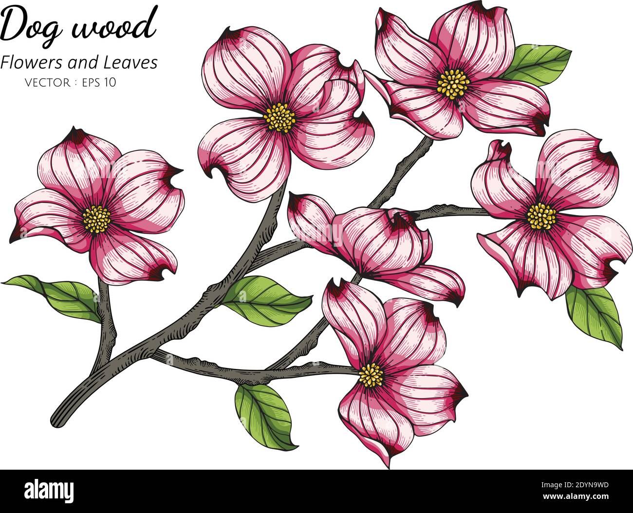 White Dogwood Flower Drawing