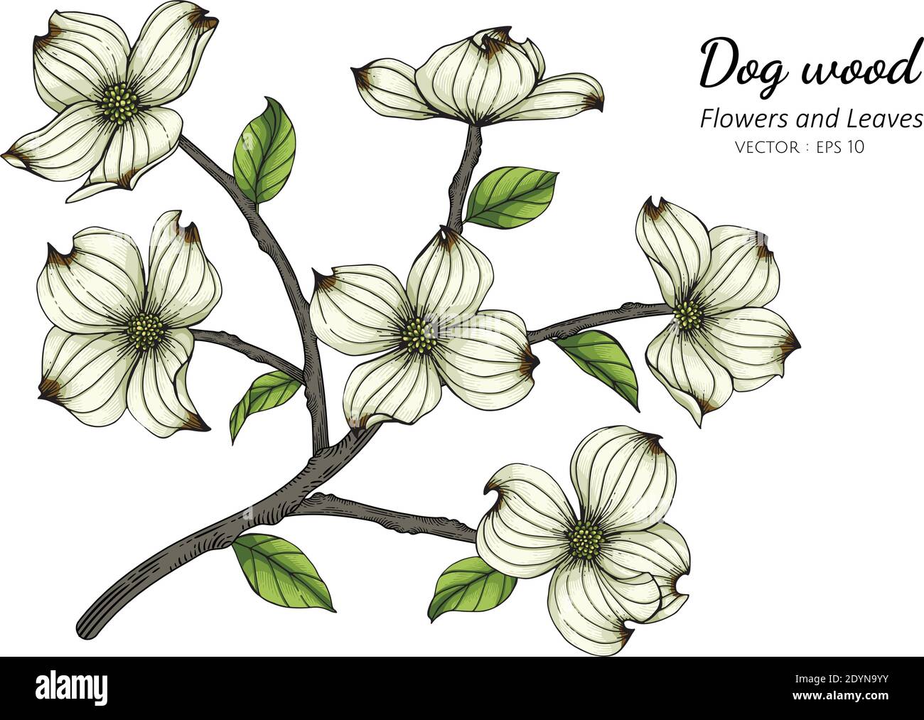 White dogwood flower and leaf drawing illustration with line art on ...