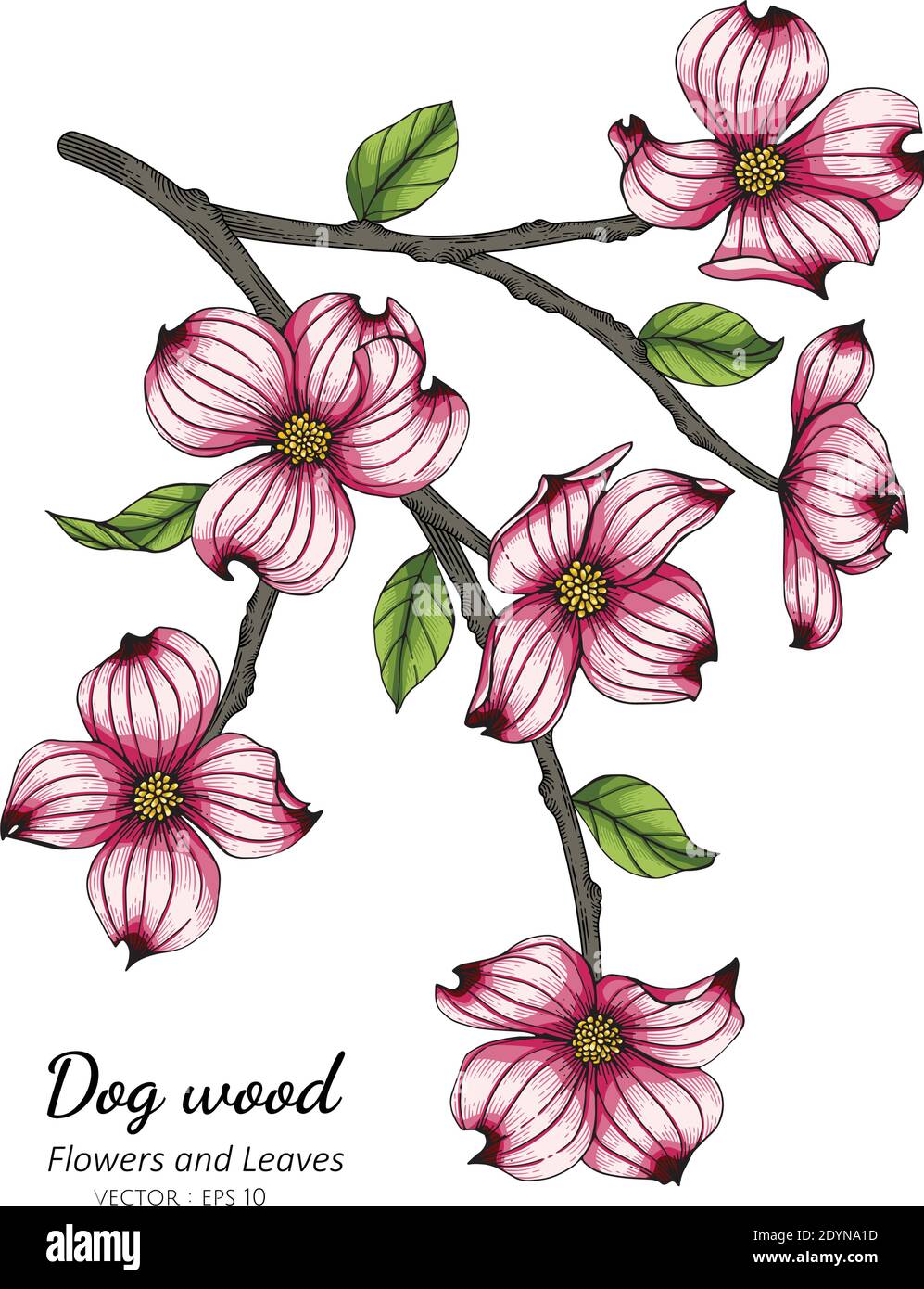 Dogwood Branch Drawing